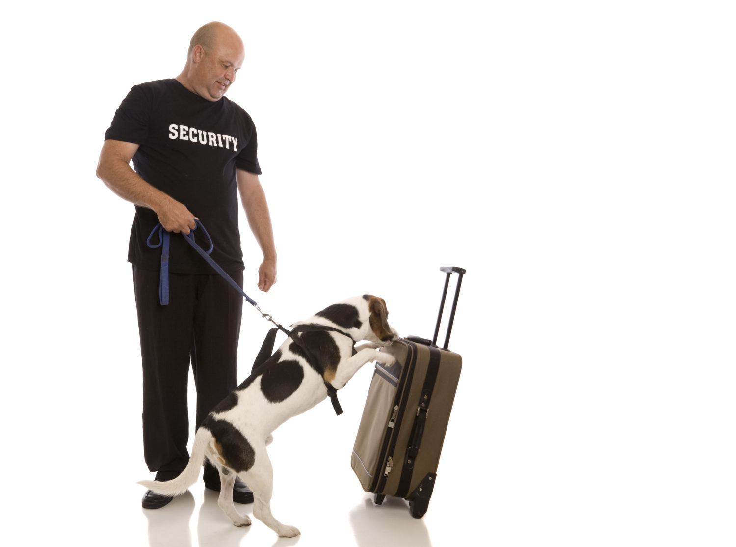 Dogs are still best cargo screeners | Nelson International